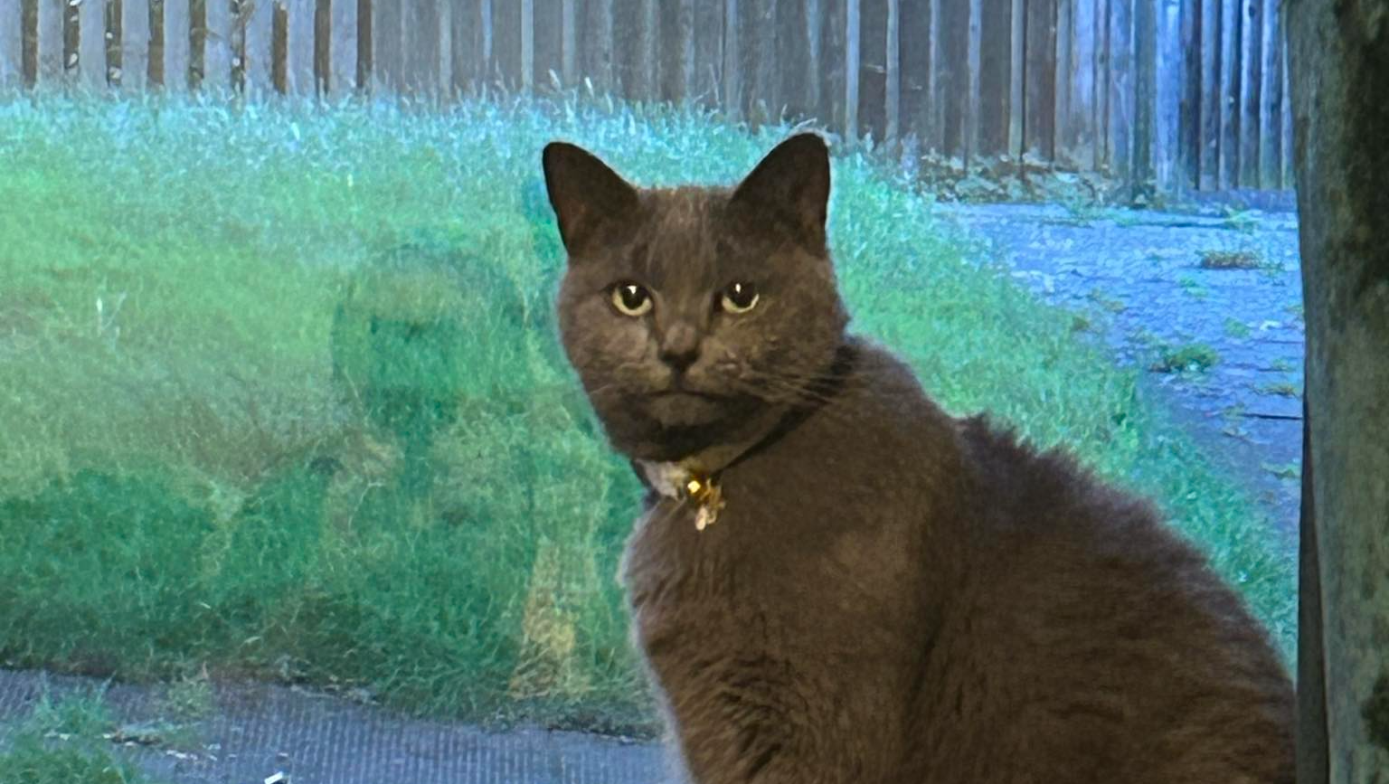 Fundraiser by Glenn Tyrrell : Cookie's surgery and recovery