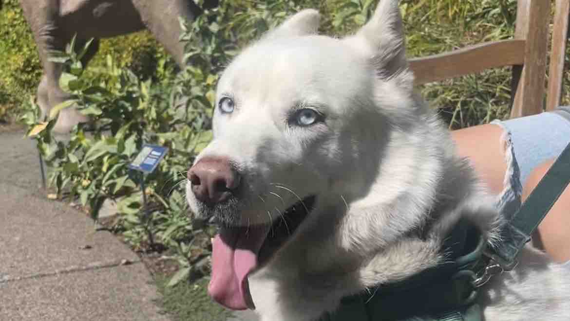 Fundraiser for Kayla Naylor by Anna D : Percy’s Emergency Vet Visit Fund