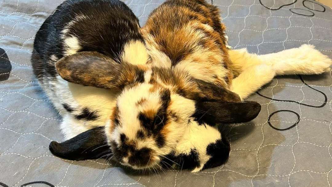 Fundraiser by Sabrina Dier : Support Lulu's Healing Journey