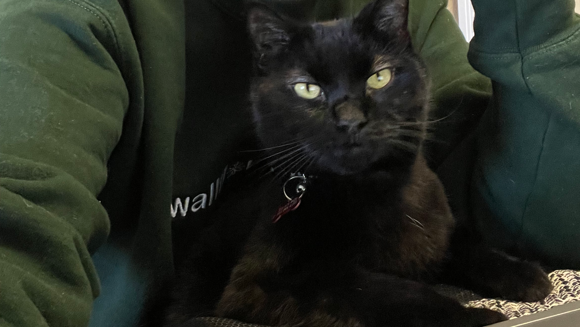 Fundraiser by Hannah Skalbeck : Support Hannah's ESA Kitty, Anakin