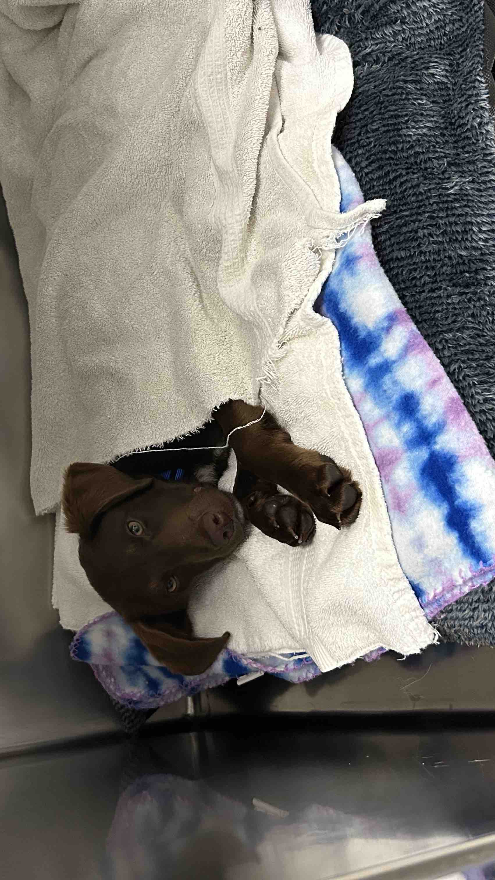 Fundraiser by Skylar Harrison : Abandoned Puppy (Copper) Medical Bills