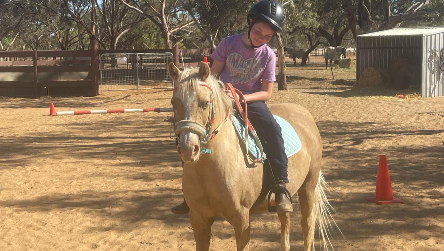 Fundraiser by Hooves of Hope - Sirian Star : Help Dolly Heal – Support ...