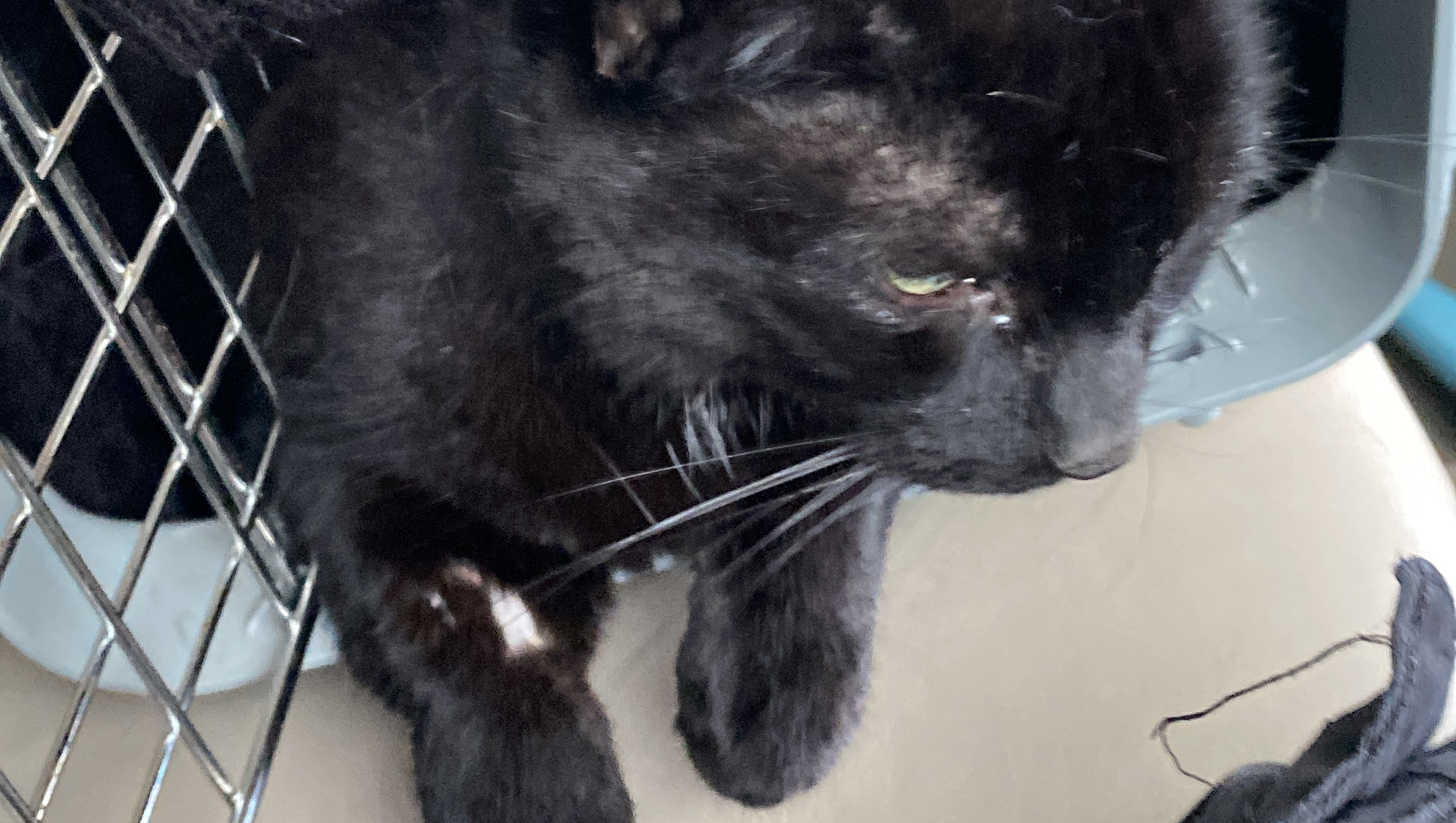 Fundraiser by Erika Regitz : Please help me save my cat