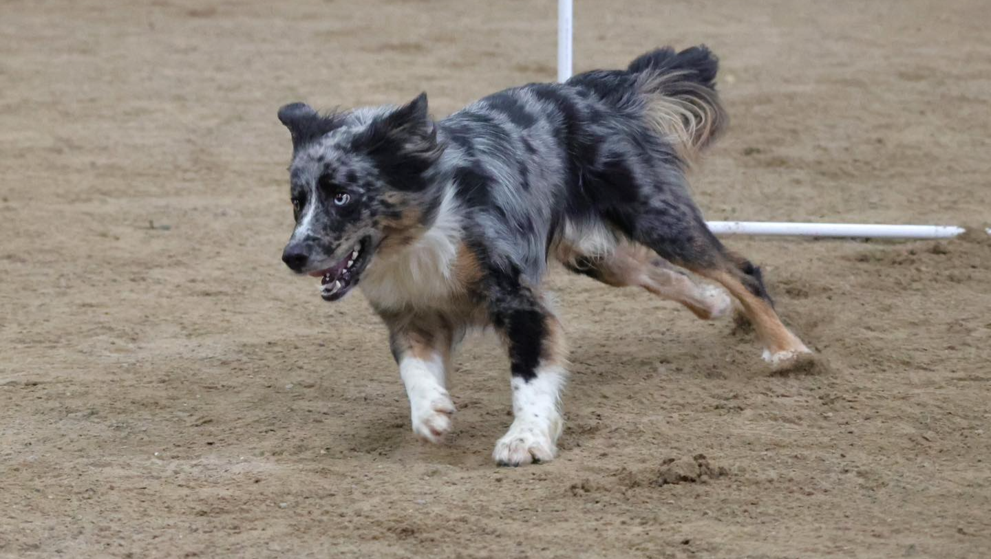 Fundraiser by Angela Lucas : Support Hooper Handler enter International ...