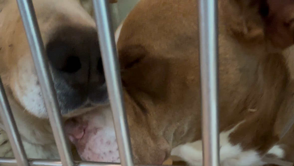 Fundraiser by Nicole Rechtszaid : Support Monty & Ostara's Second Chance