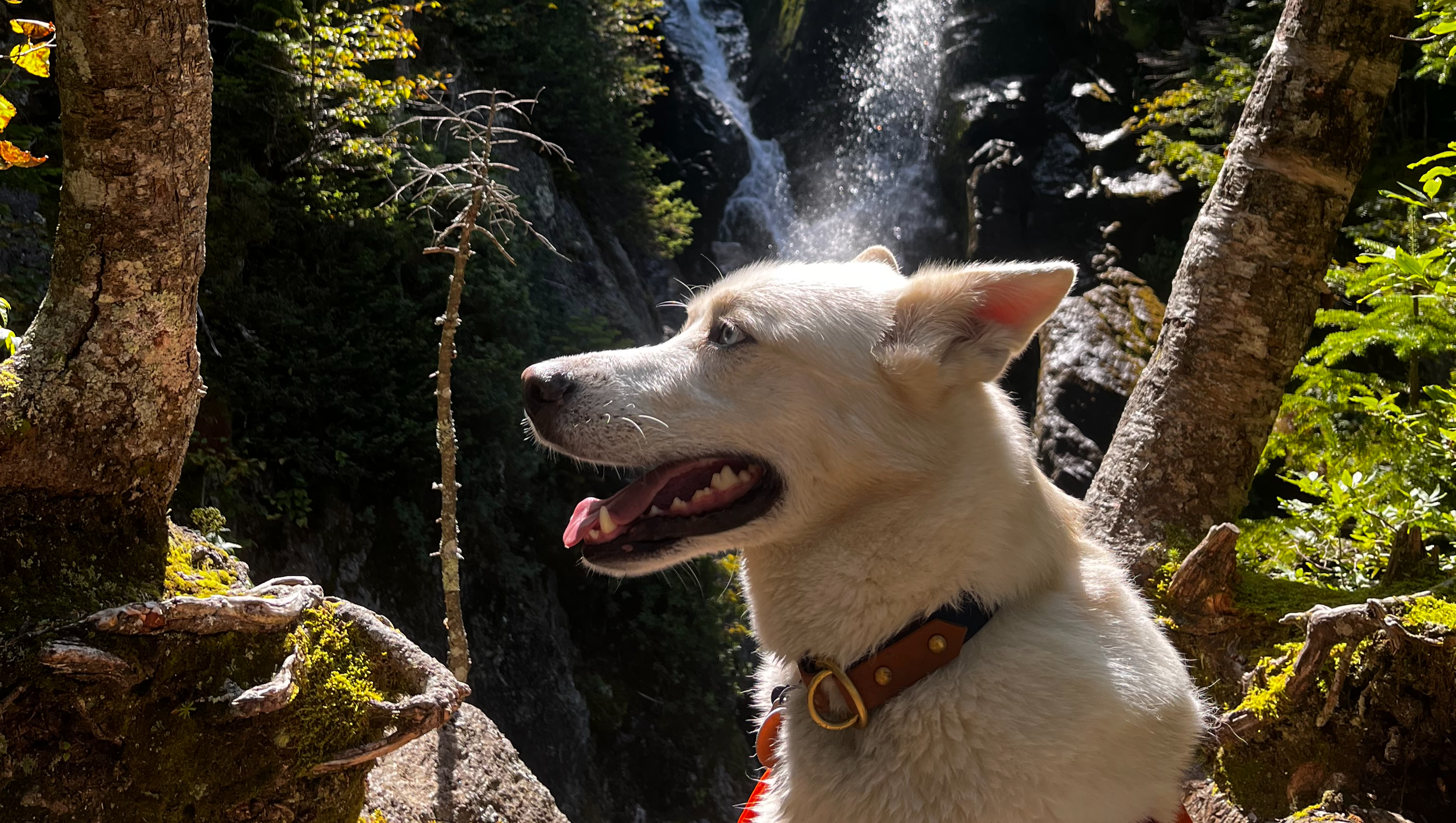 Fundraiser by Sabrina Lapcheske : Chemo Fundraiser: Help Appa Kick Osteosarcoma's Butt