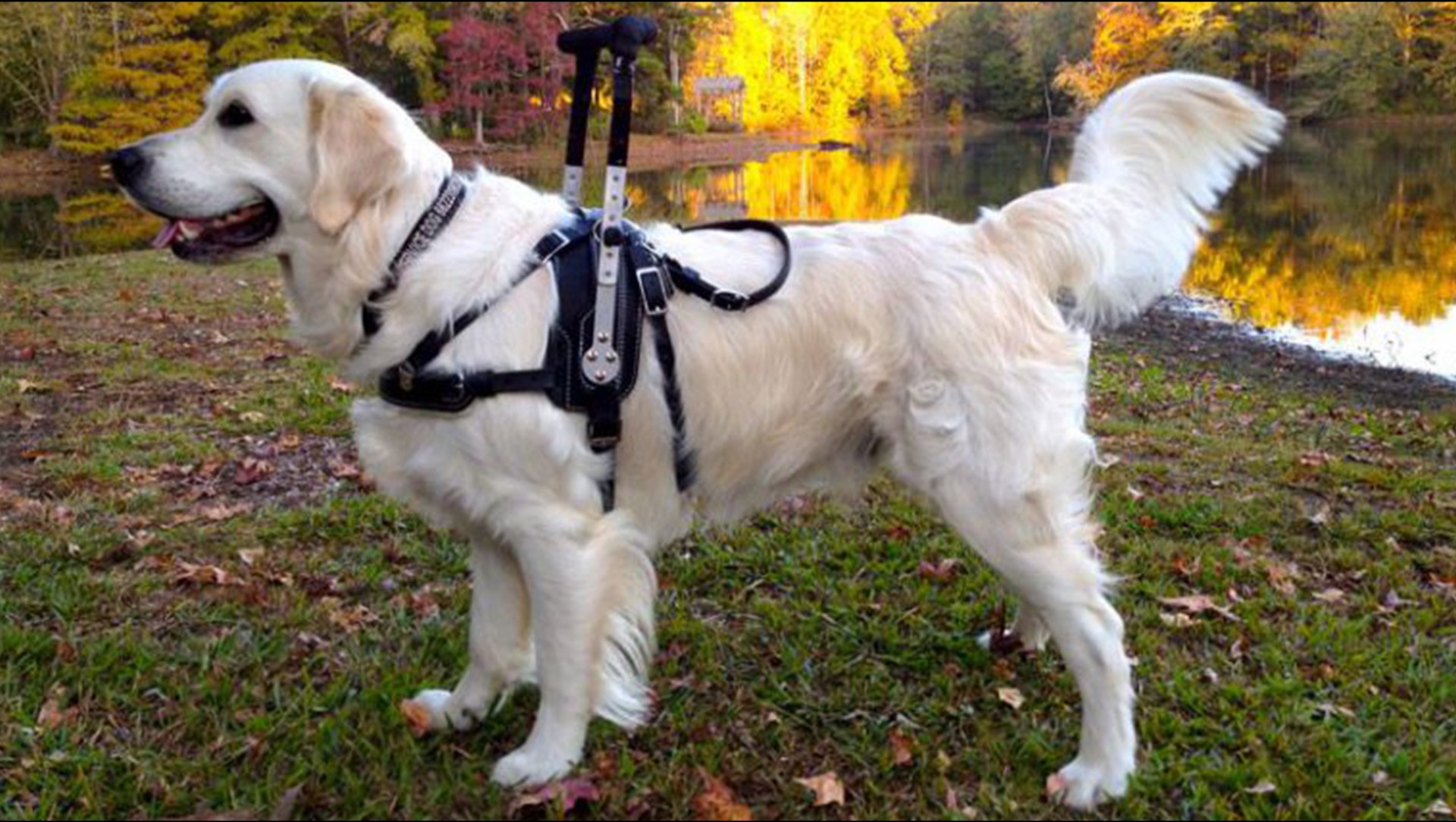 Fundraiser by Alice Blume : Help Improve Life with a Service Dog for ...