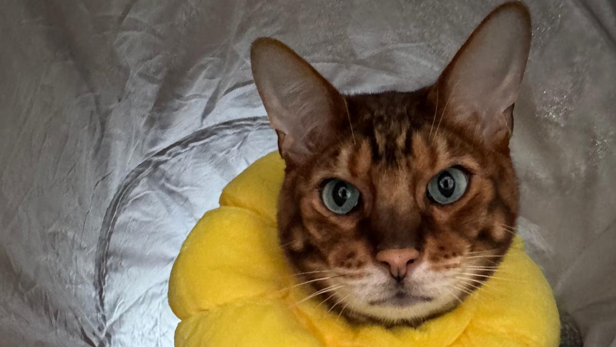 Fundraiser for Gillian Carmichael by JANINE BYRNE : Gavin, the stone ...