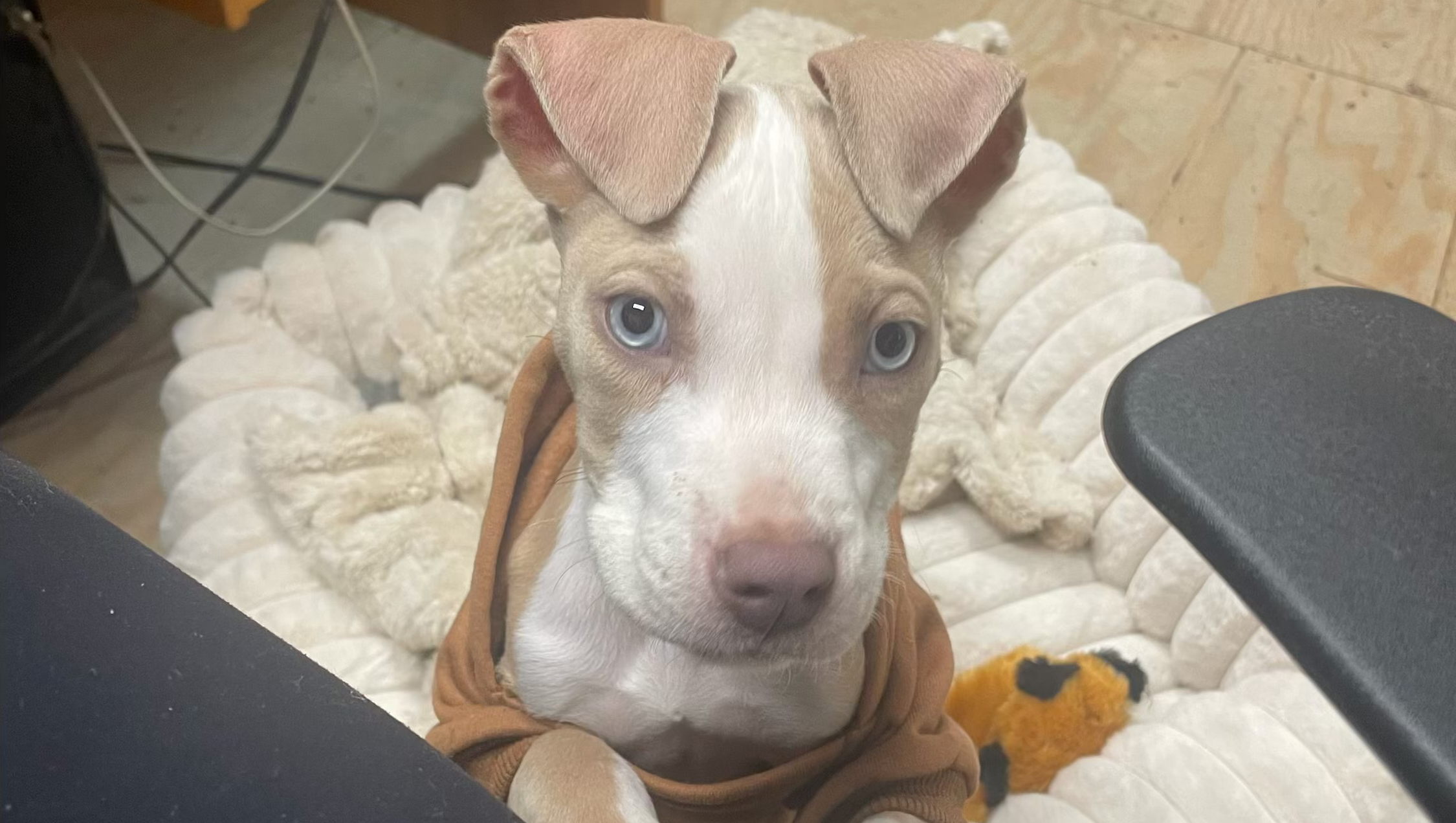 Fundraiser by danny jones : Help Save Zeus – Our Sweet 4-Month-Old Pit ...