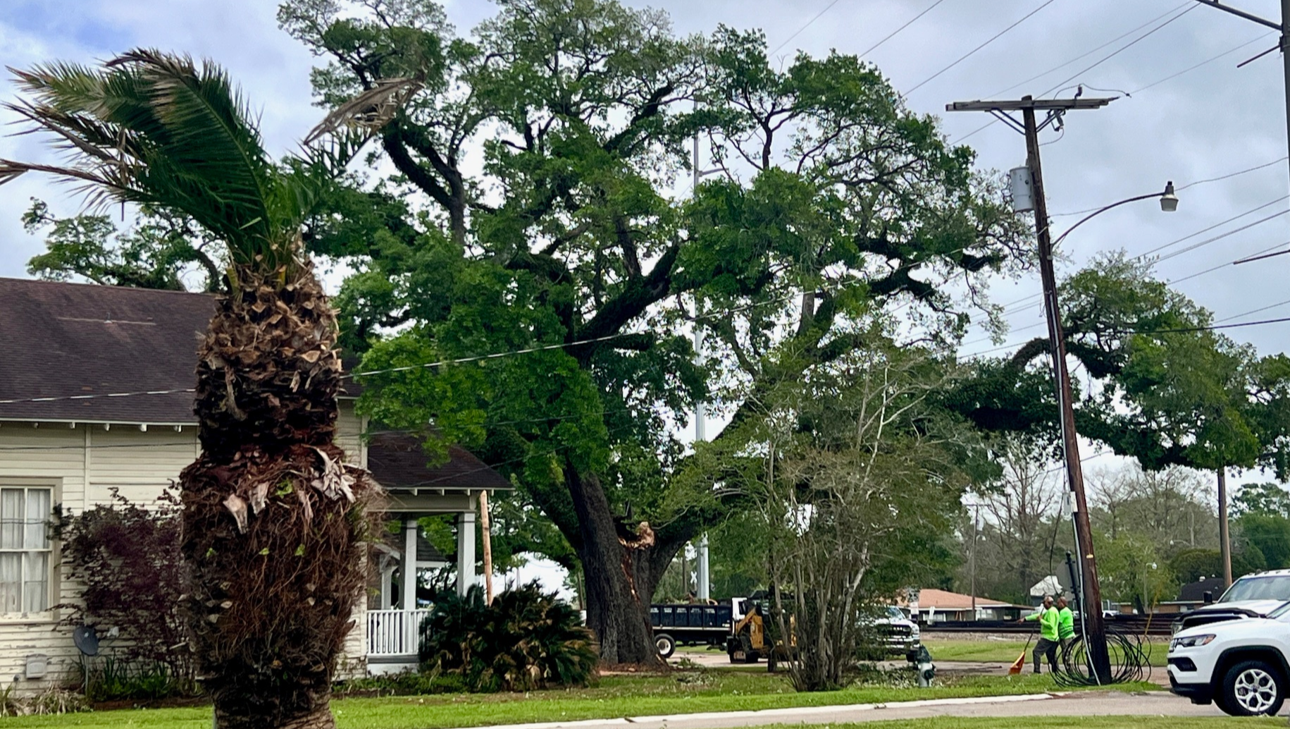 Fundraiser by Deborah Price : Help Save Elise (Live Oak Tree)