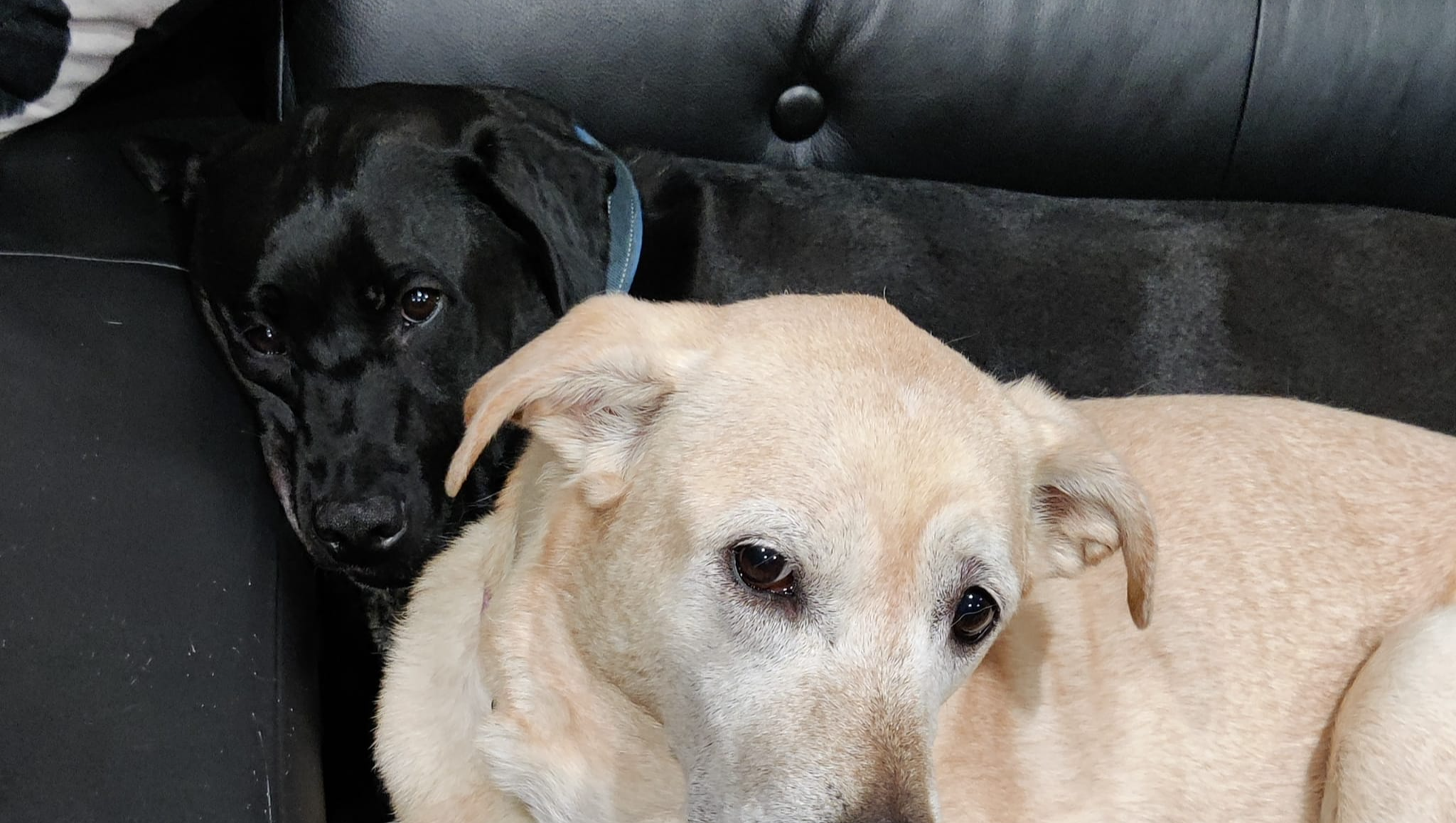 Fundraiser by Charles Collum : Ellie Needs Surgery: Let's Help Rob