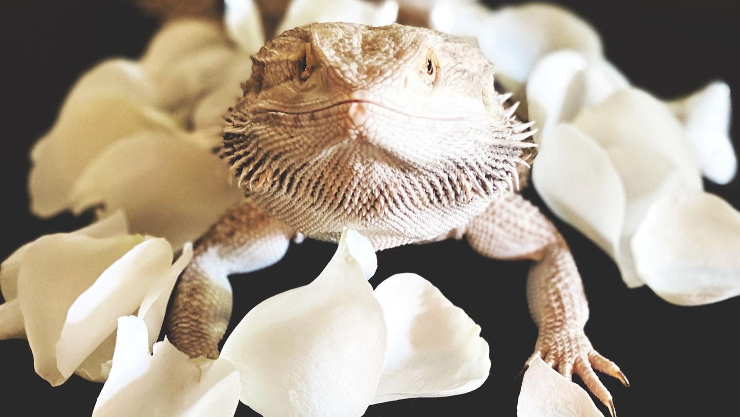 Fundraiser by Ruth Anne : Support Zeppie's Life-Saving Surgery