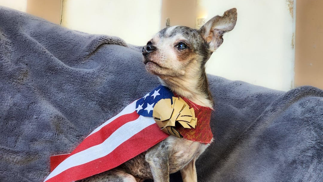 Fundraiser by Elizabeth Burchfield : Give Our Little Merle a Fighting ...