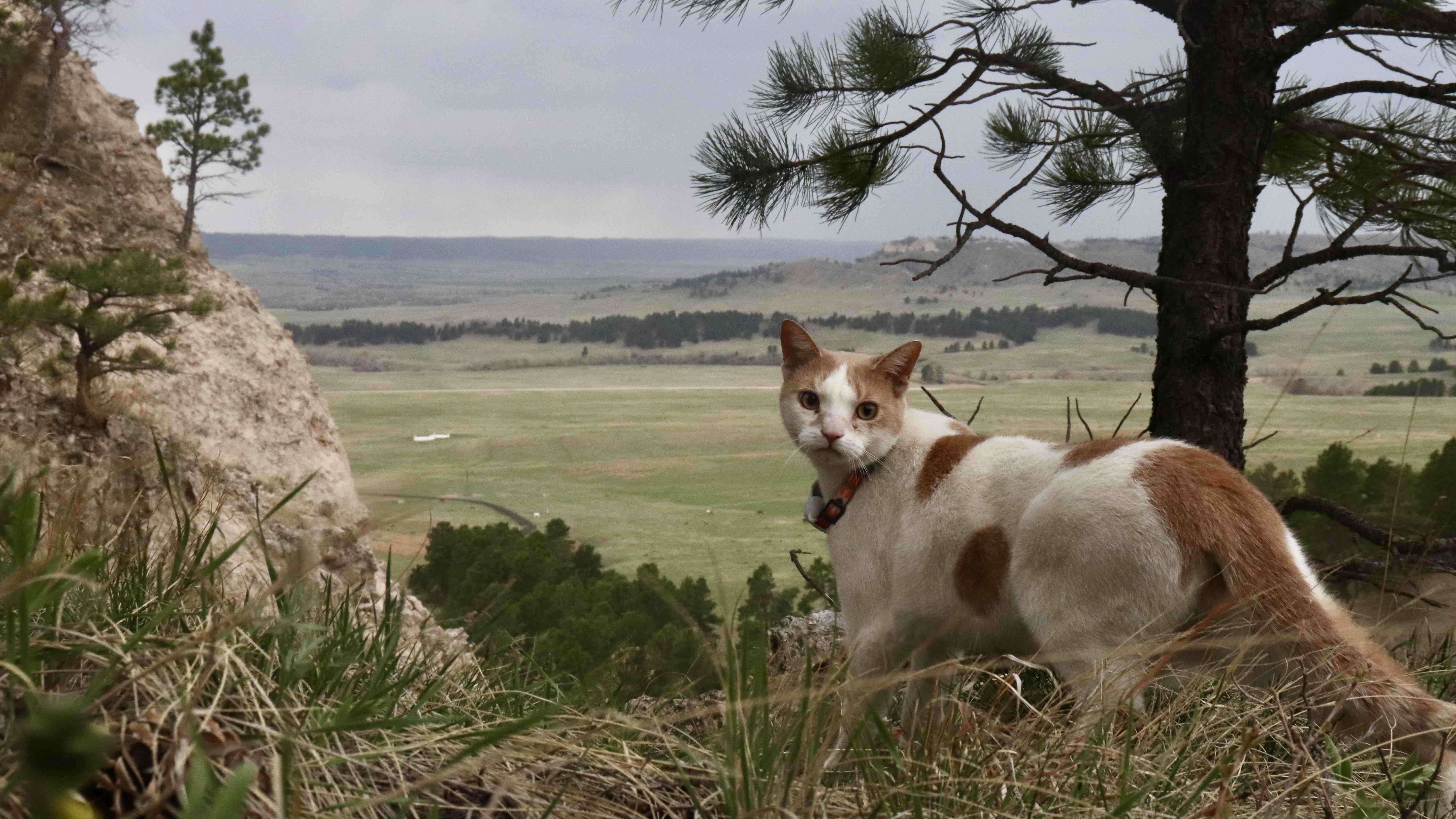 Fundraiser by Evan Marnell : Help Yolk the Cat Get Surgery, Recover and ...