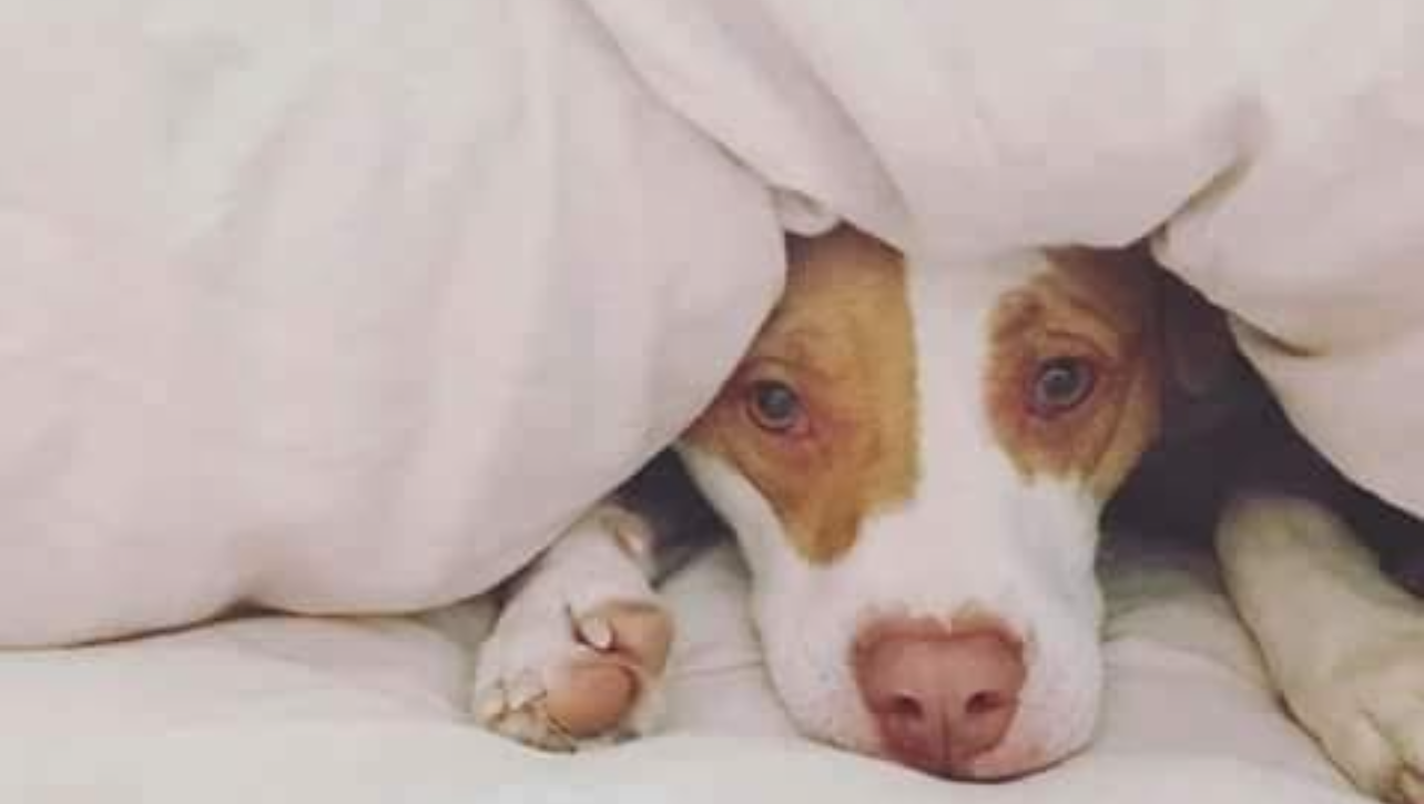 Fundraiser by Lindsay Shackford : Support Stella's Urgent Tumor Removal