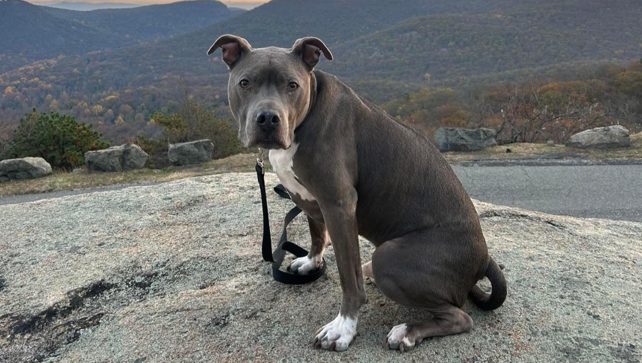 Fundraiser by Ryan LaCast : Help me save my best friend Steel