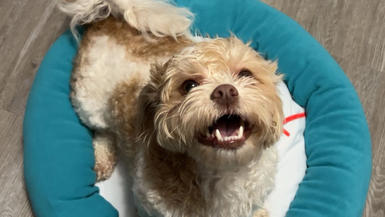 Fundraiser by Lyndsay Coyle : Support Benji's Critical Treatment Journey