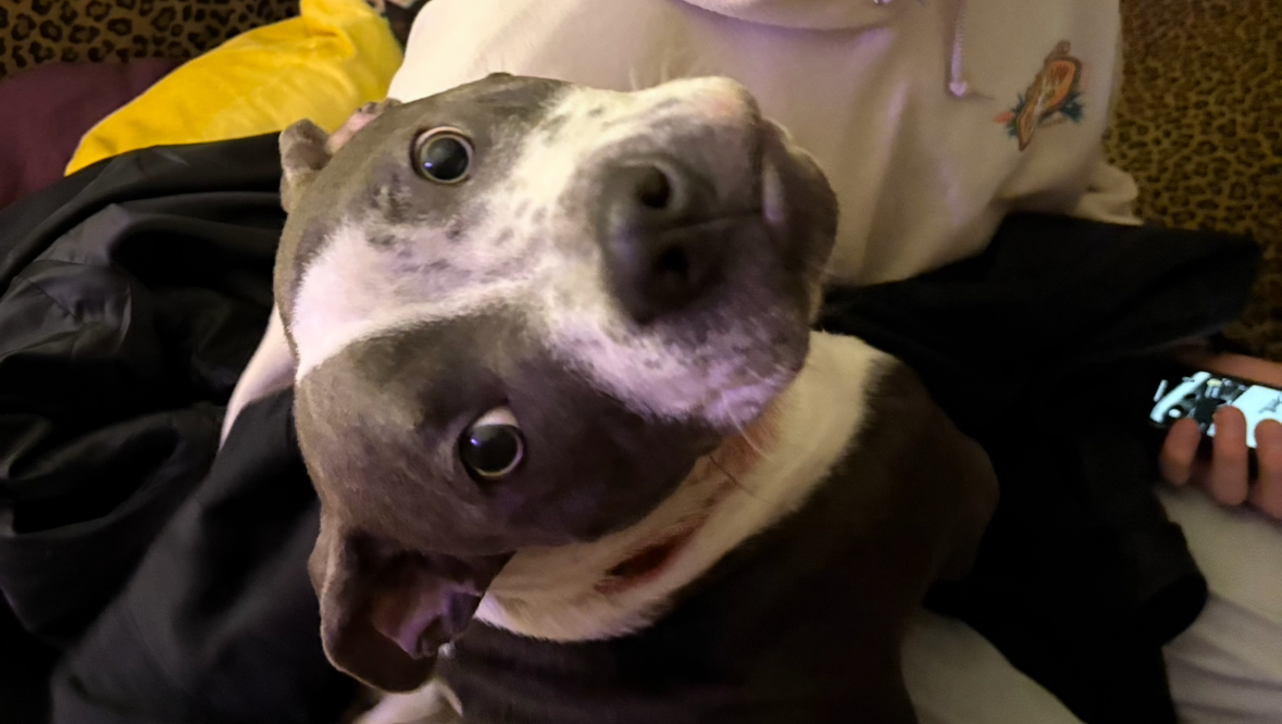 Fundraiser by The Washburn Family : Saving Daisy