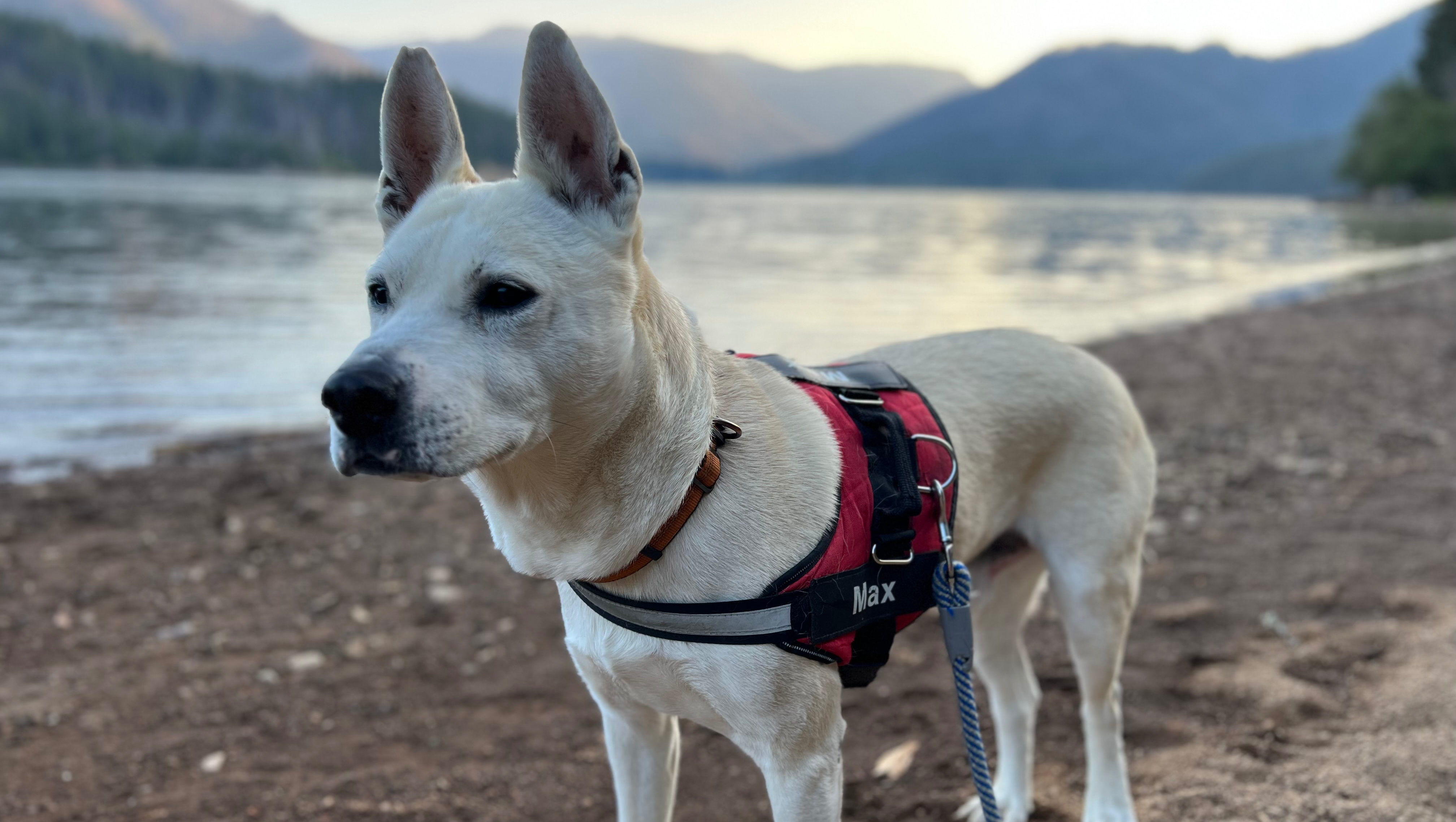 Fundraiser by Chadd Thayer : Help Max Get the Care He Deserves