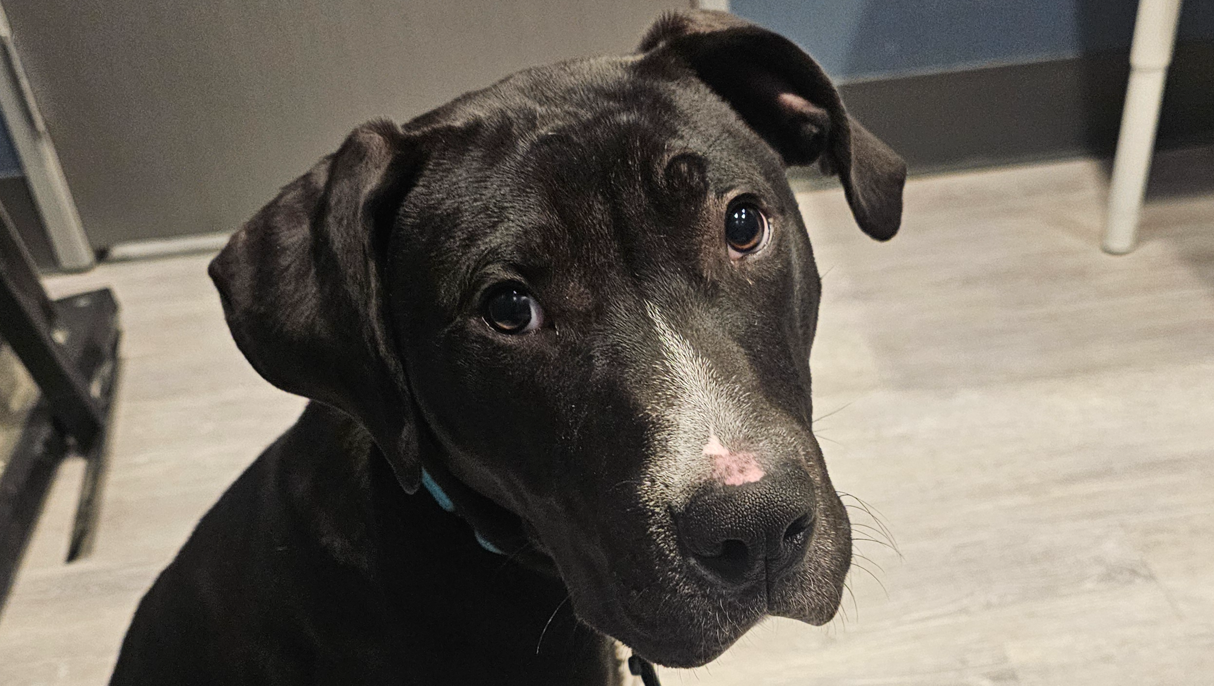 Fundraiser by Frankie's House Animal Rescue : Support Cody's Training Triumph: Fund His Path to ...