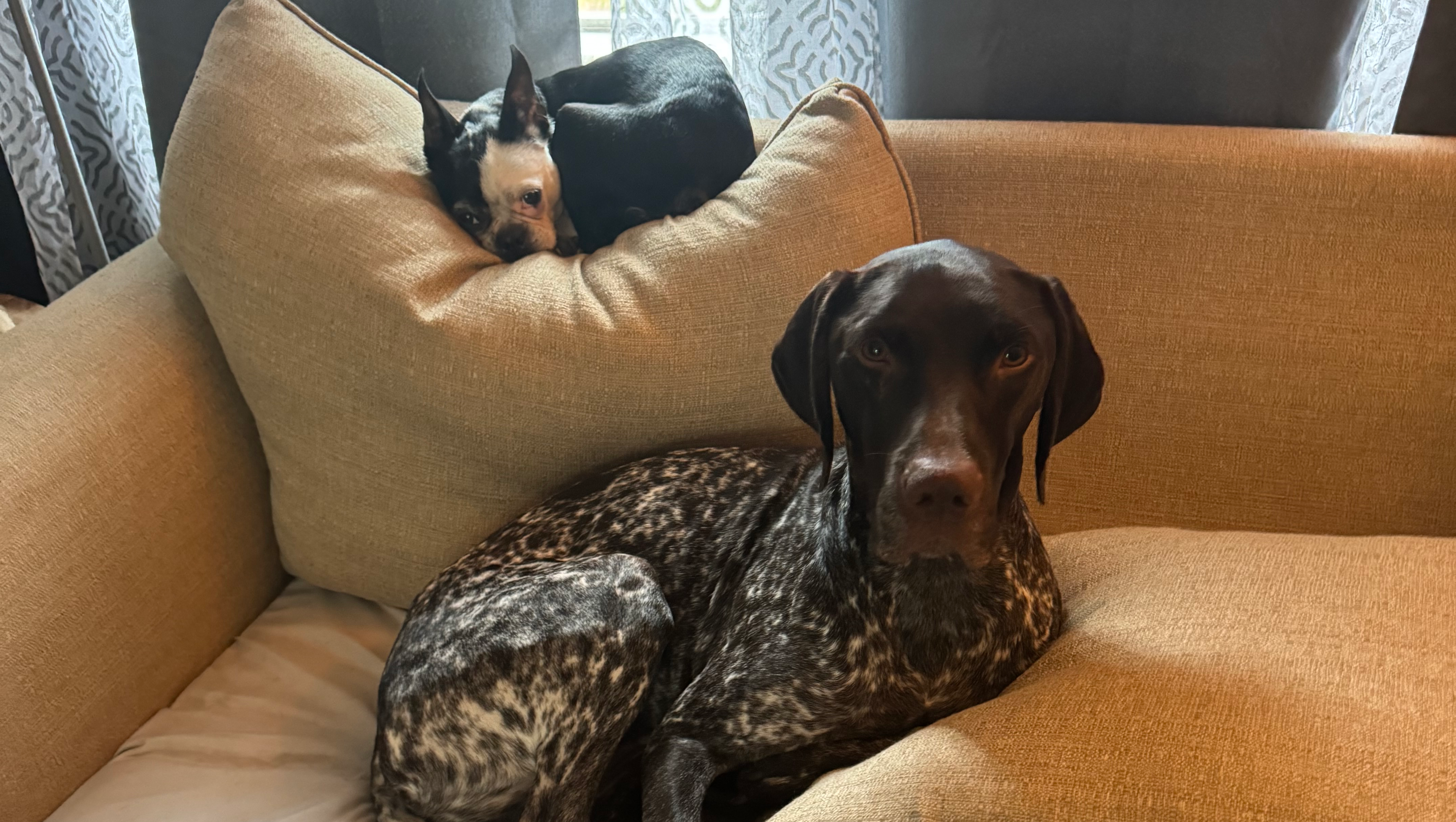 Fundraiser by Marisa Villars : Help Support Trace and Tooties Battle ...