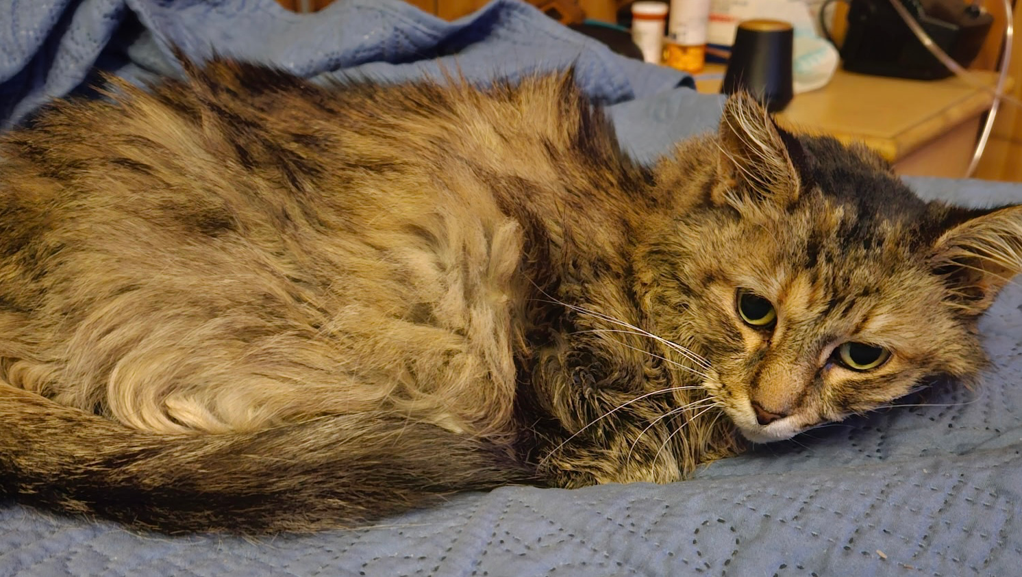 Fundraiser by Tammy Brzezniak : Help Save Pam the Cat fighting for her life