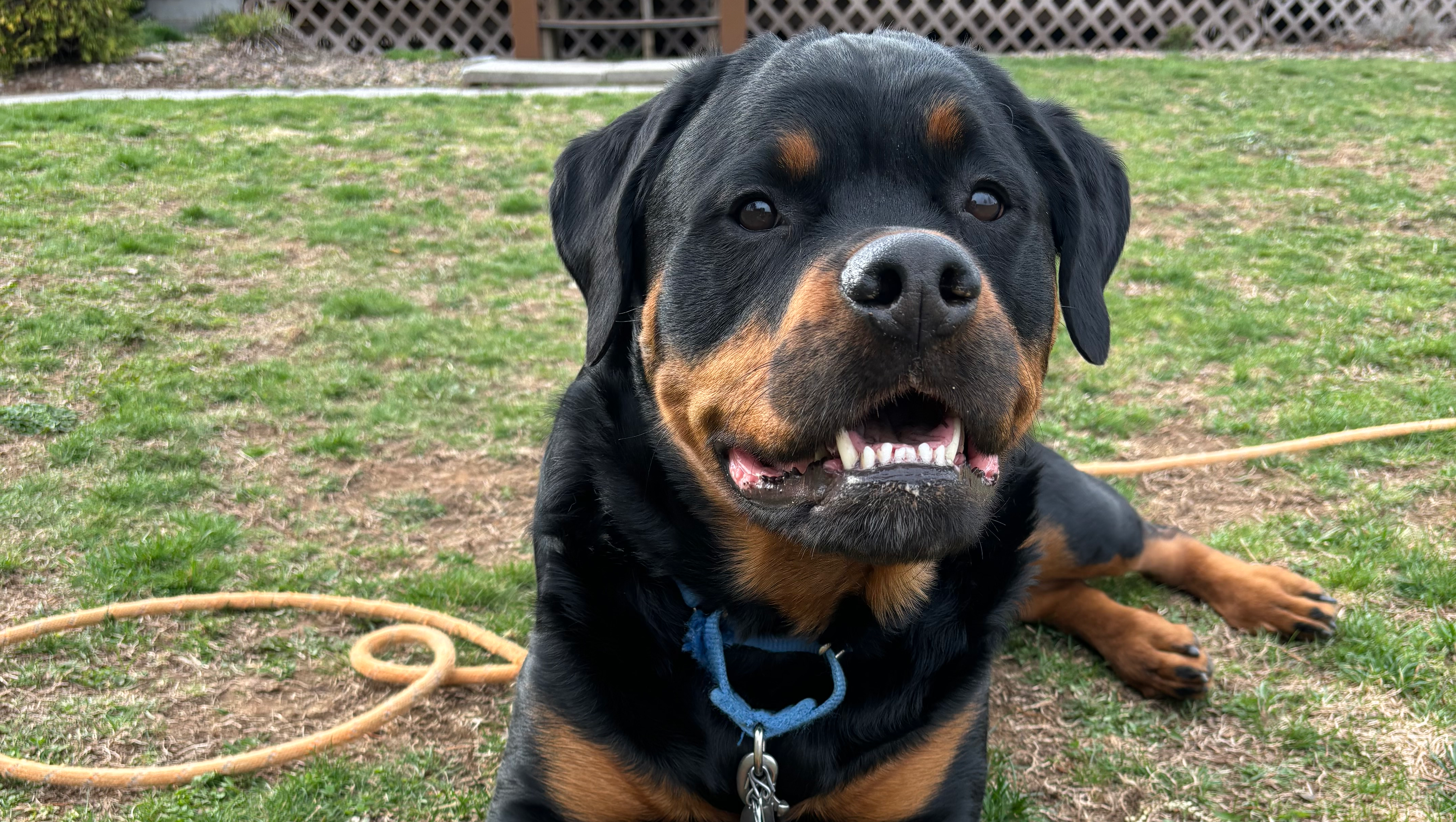 Fundraiser by Taylor Golder : Help Vader Walk Again - Vader Needs Life ...