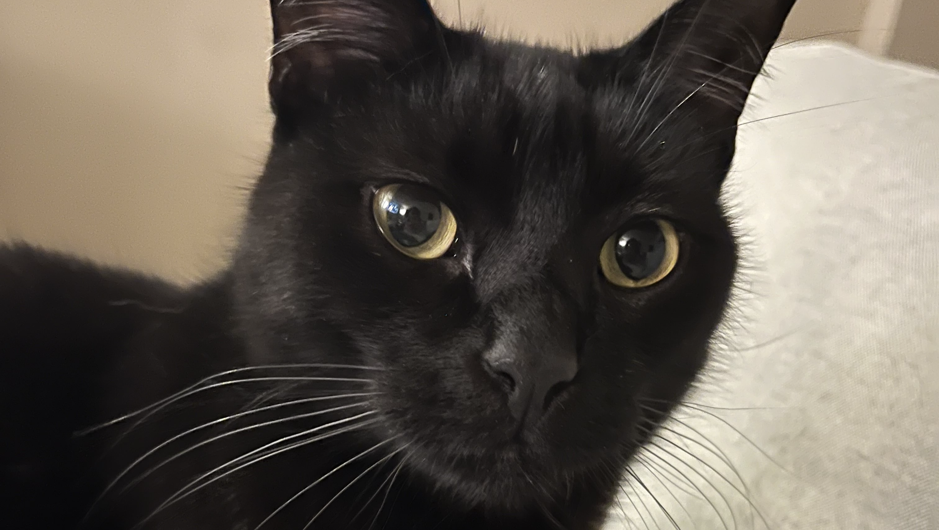 Fundraiser by Jason Witmer : Support Brownie's Recovery from Life ...