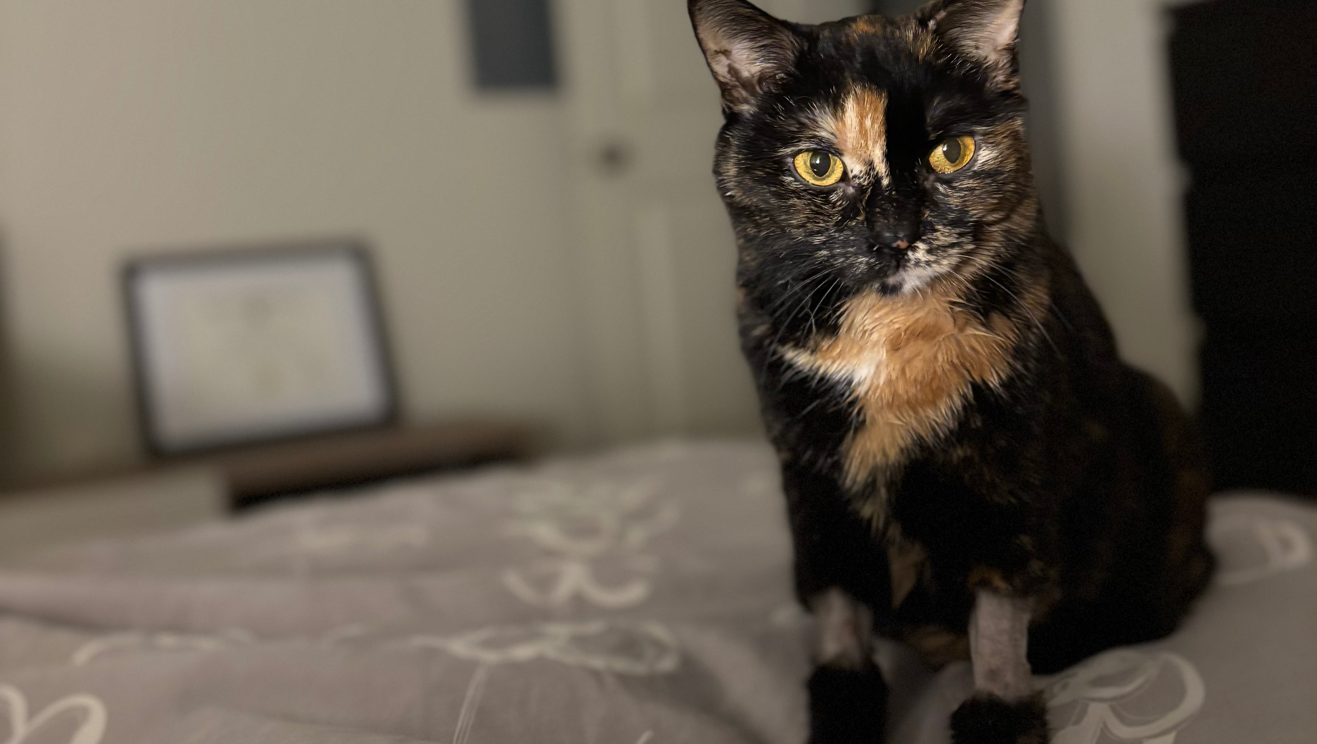 Fundraiser by Erica Fox : Olive’s Battle with Hemolytic Anemia