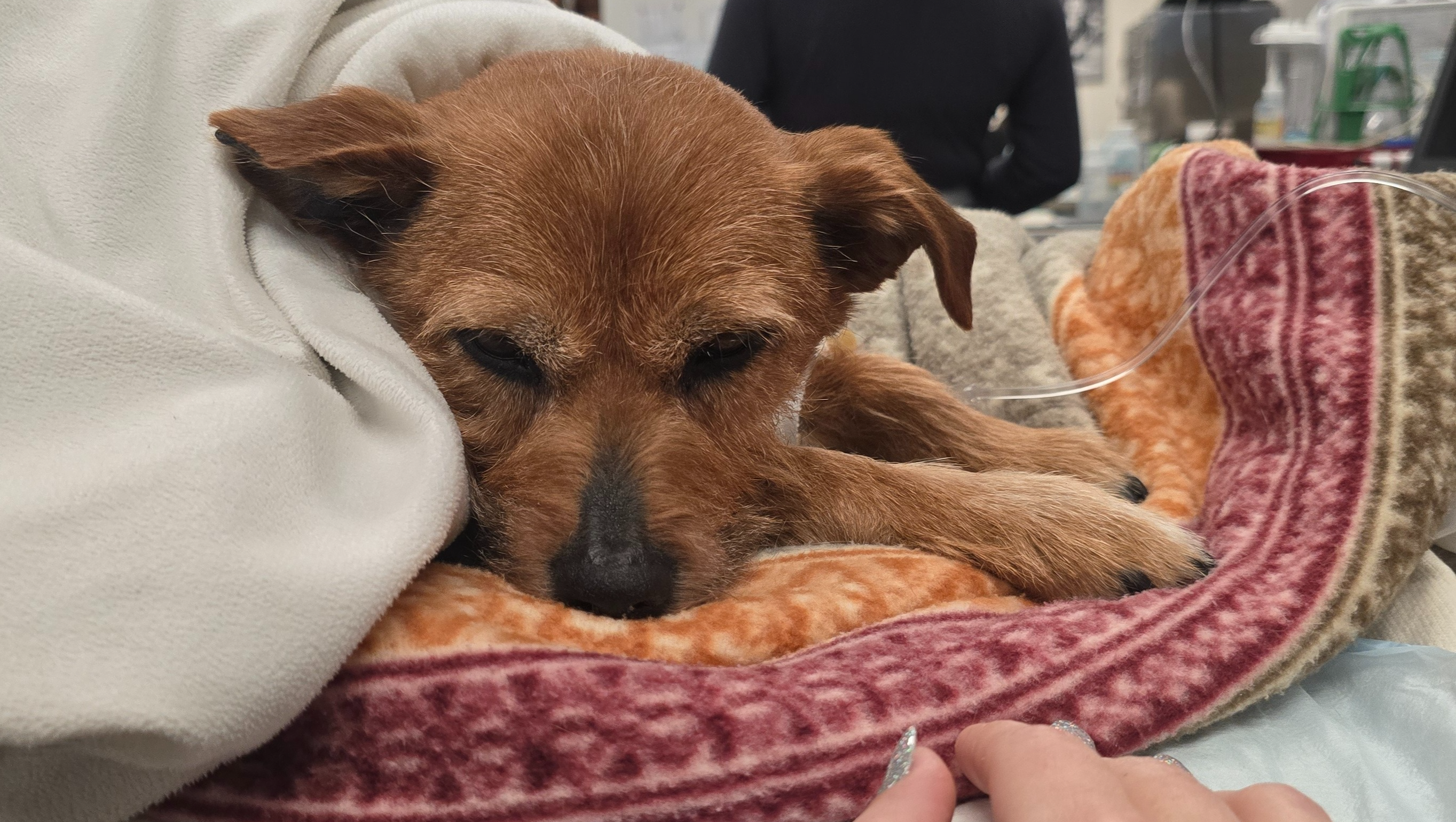 Fundraiser by Ellyn Croke : Aid Lovie's Life-Saving Operation