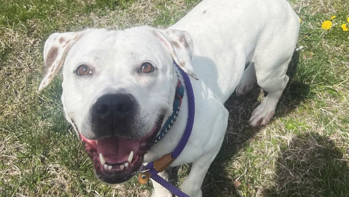 Fundraiser by Abiageal Filon : Help Philly Rescue Angels with Medical Bills