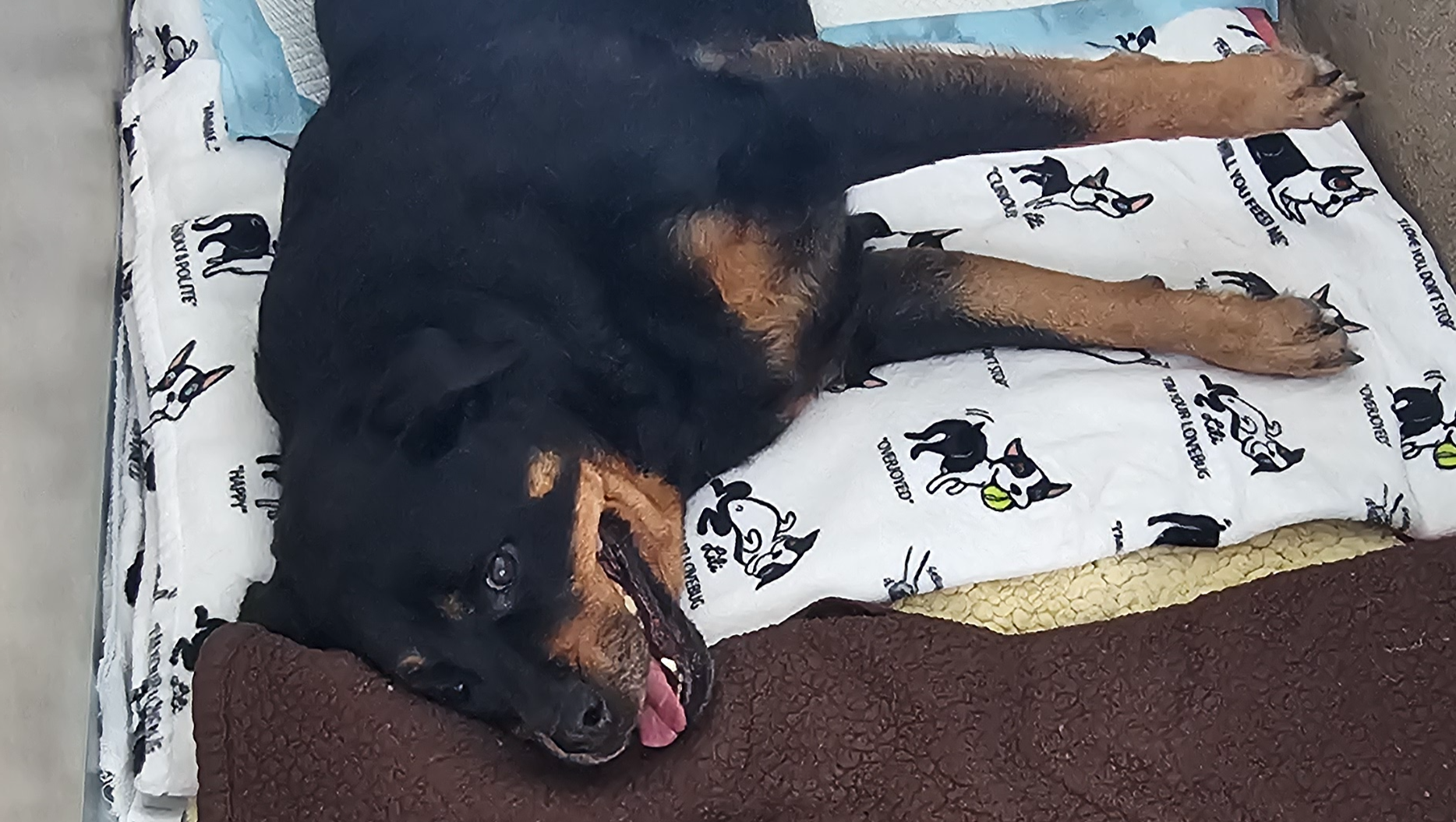 Fundraiser by Erica Burns : Clover Needs Your Help: Surgery for Her Spine