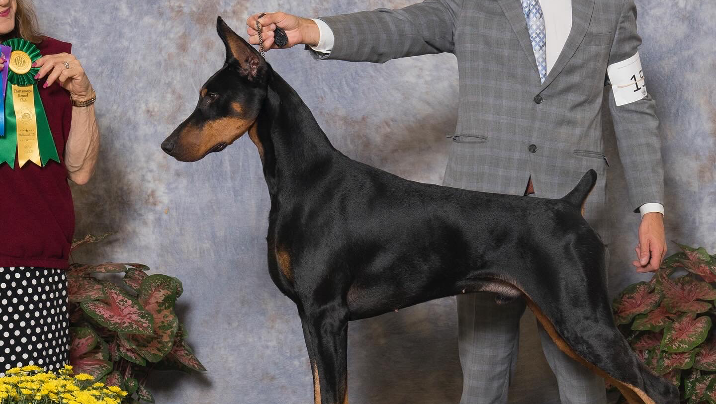 Fundraiser by Timothy Maddox : Support Stark's Fight Against Infection