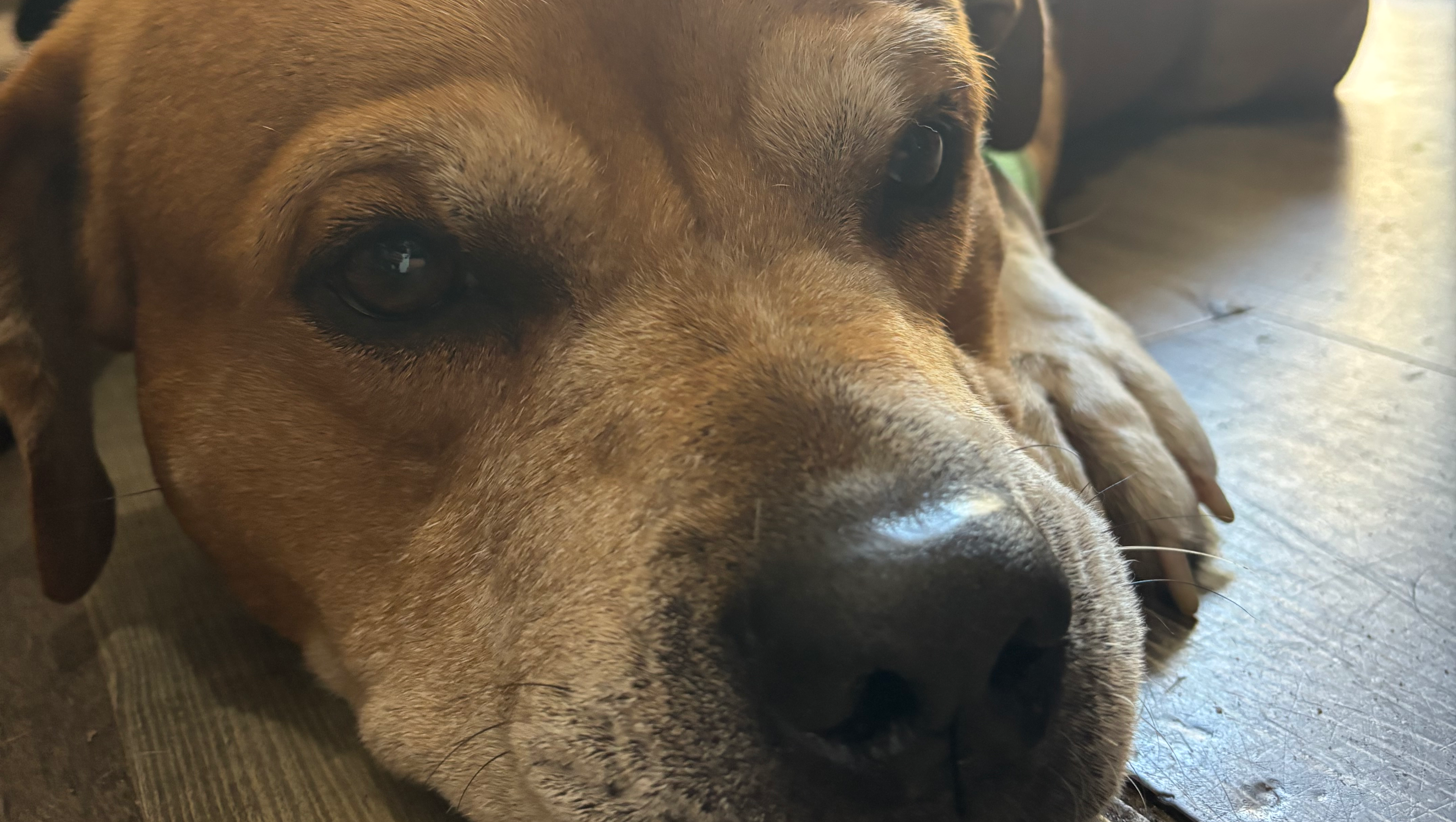 Fundraiser by Isiah Coronado : Help Draco Recover from Tragic Shooting