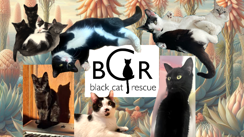 Fundraiser by Pearl Phelinepoli : #Chilipawty Supports Black Cat Rescue ...