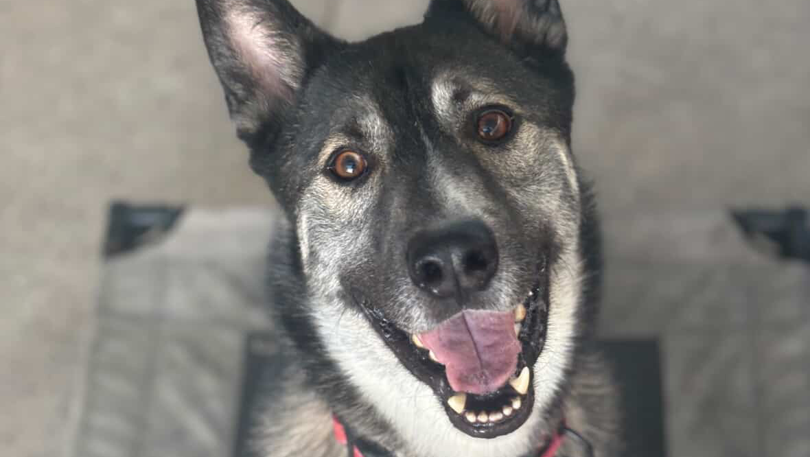 Fundraiser by Isabel Desiree : Forgotten Jax needs immediate help