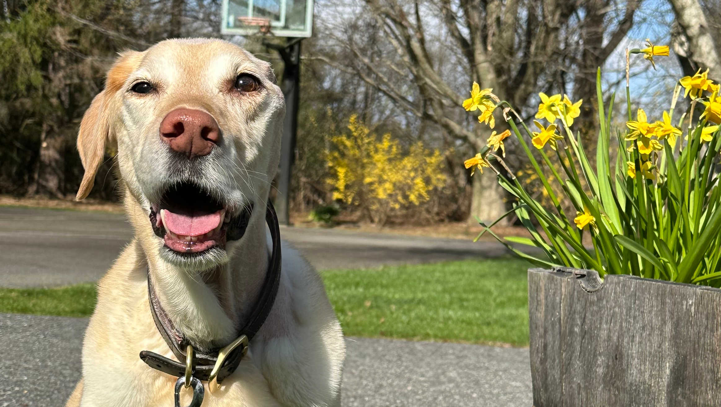 Fundraiser by Alison Ward : Help Piper Heal