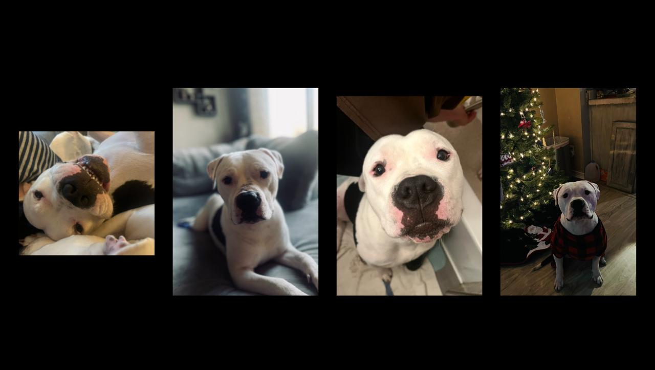 Fundraiser by Makenzi Sgro : Support Apollo's Urgent Tail Surgery