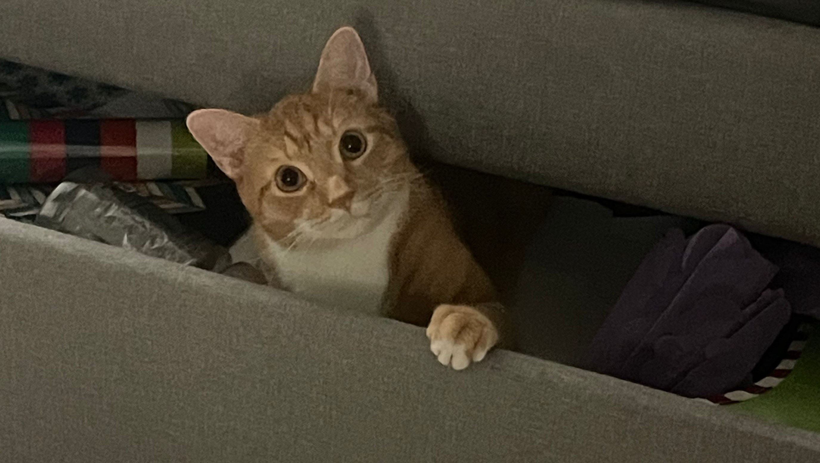 Fundraiser by Colin Rees : Save Sunny D: Fund Treatment for FIP