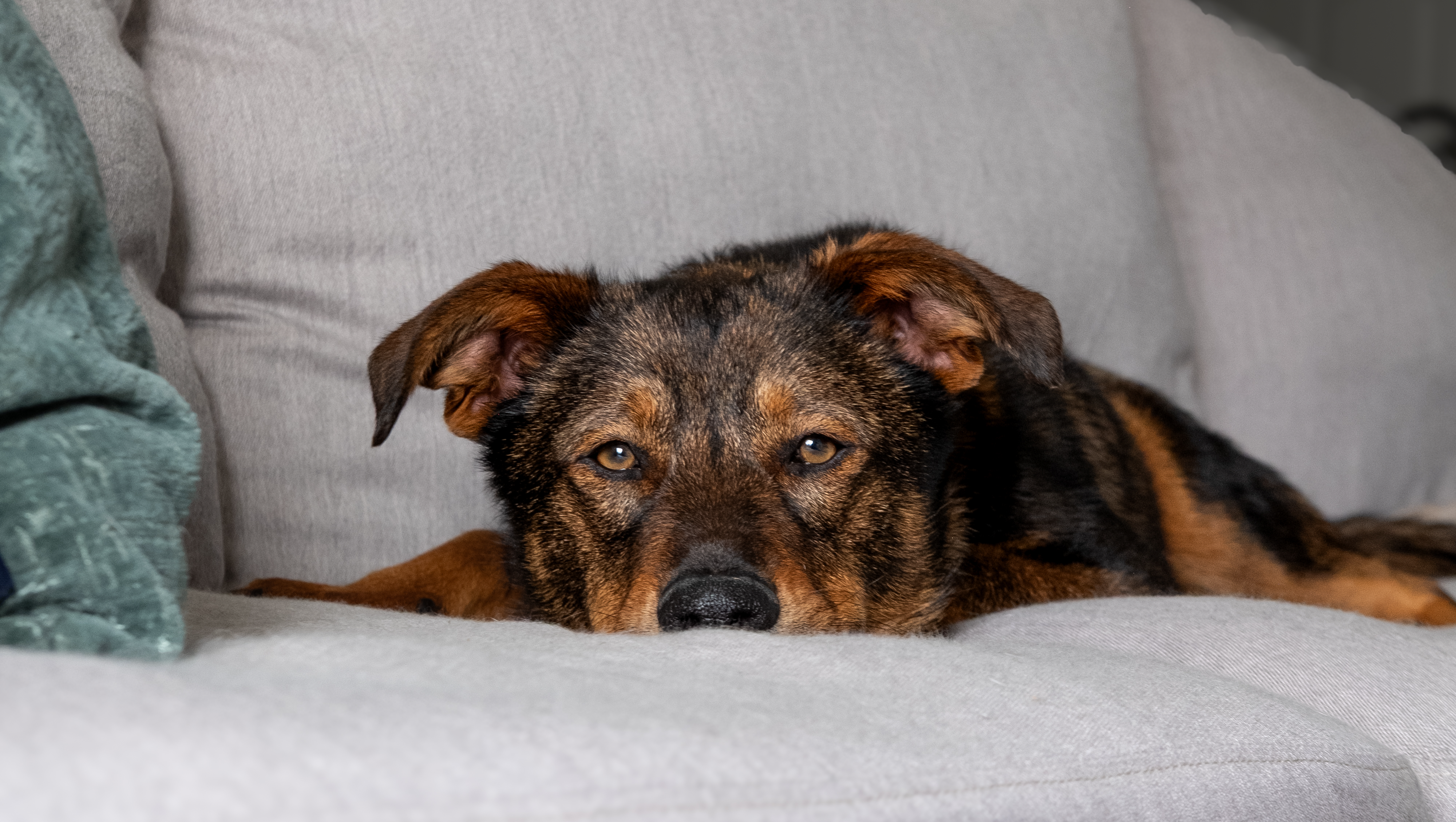 Fundraiser by Virginia Cheng : Help Dango Run Free—Support His Surgery