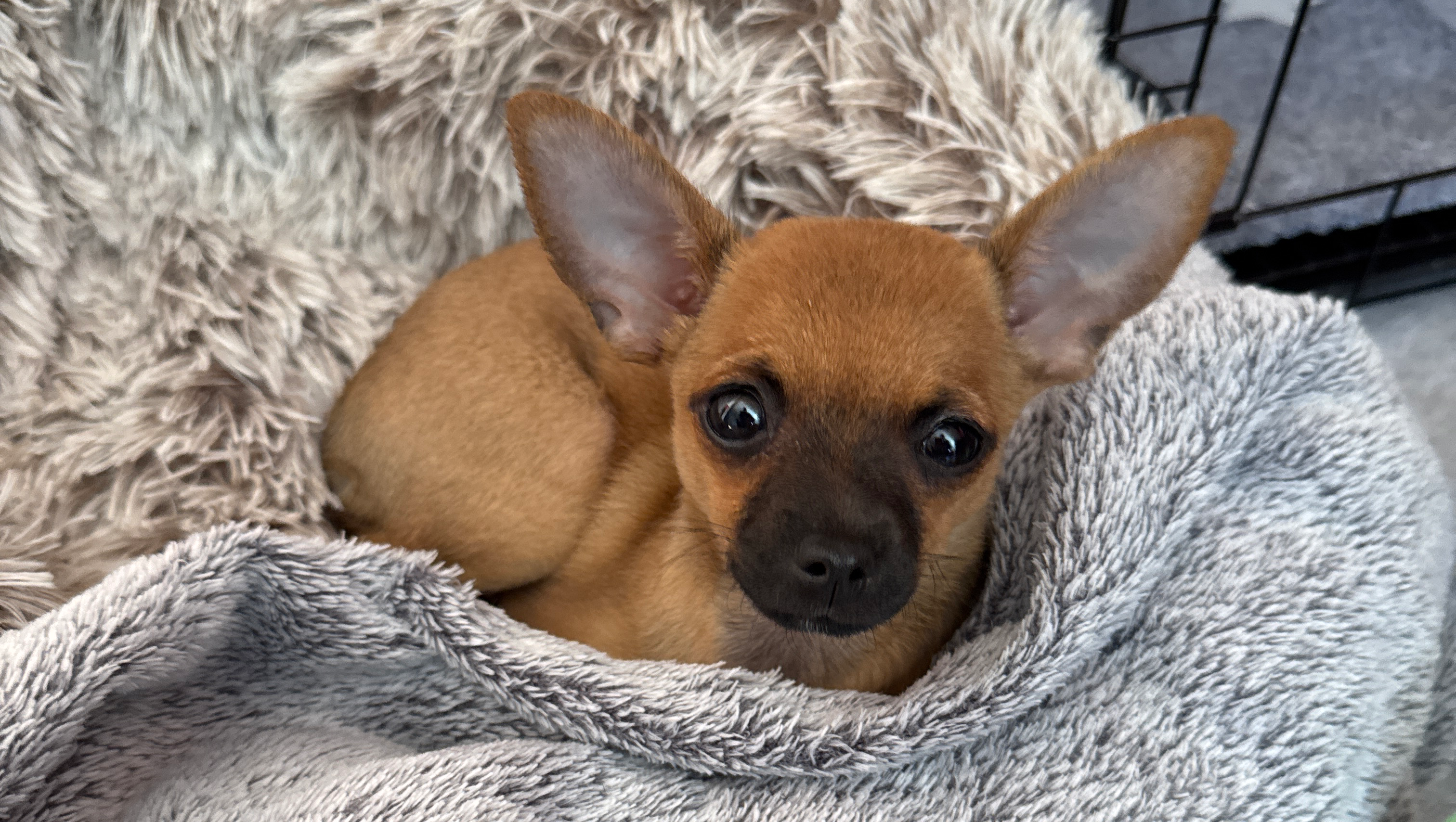 Fundraiser by Donna Galbraith : Please help Ruby fix her broken back leg