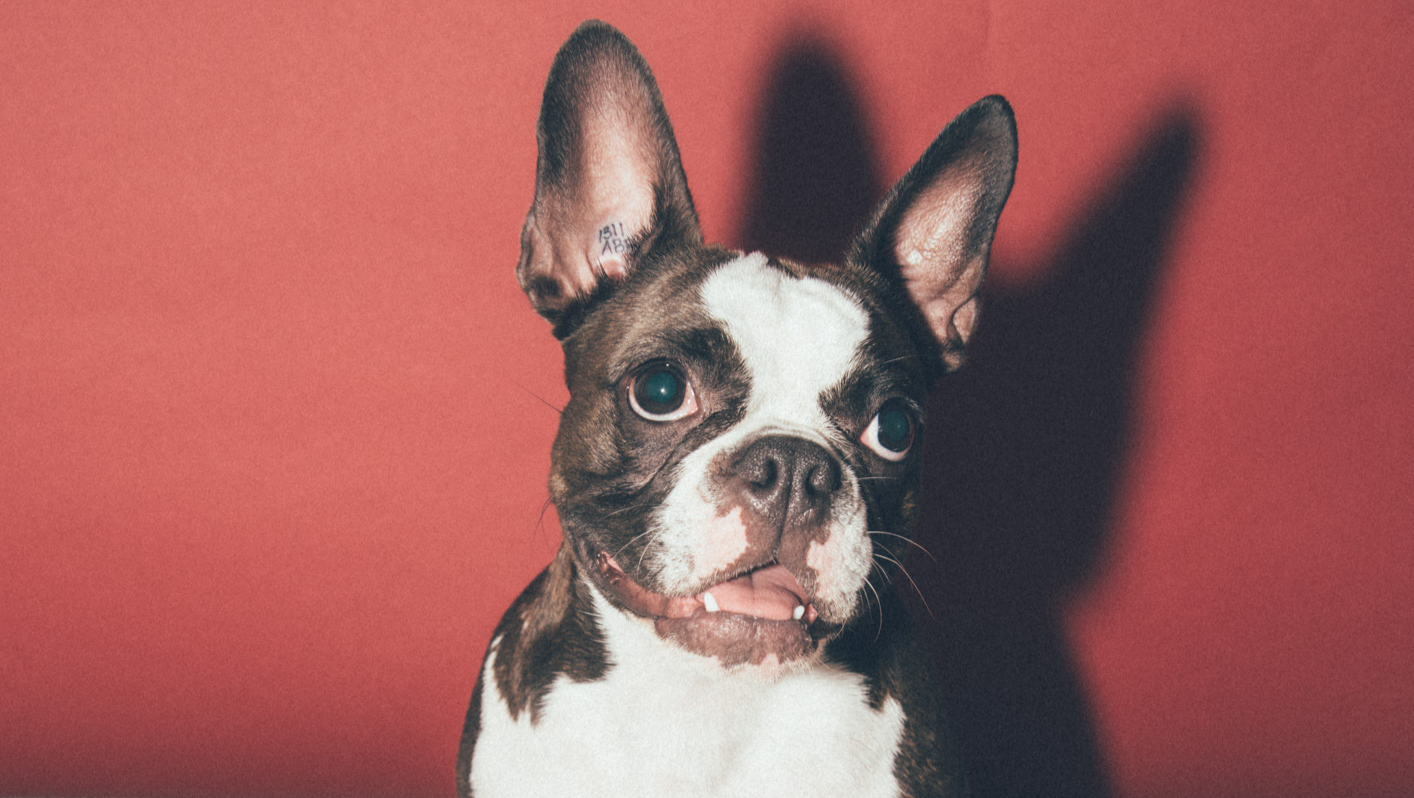 Fundraiser by Jaydi Cilento : Help Gigi Walk Again – Emergency Surgery ...