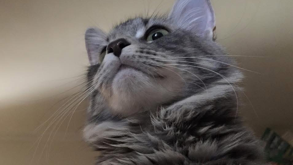 Fundraiser by Amy Tevalt : Help Princess Gray Grey Get Her Surgery