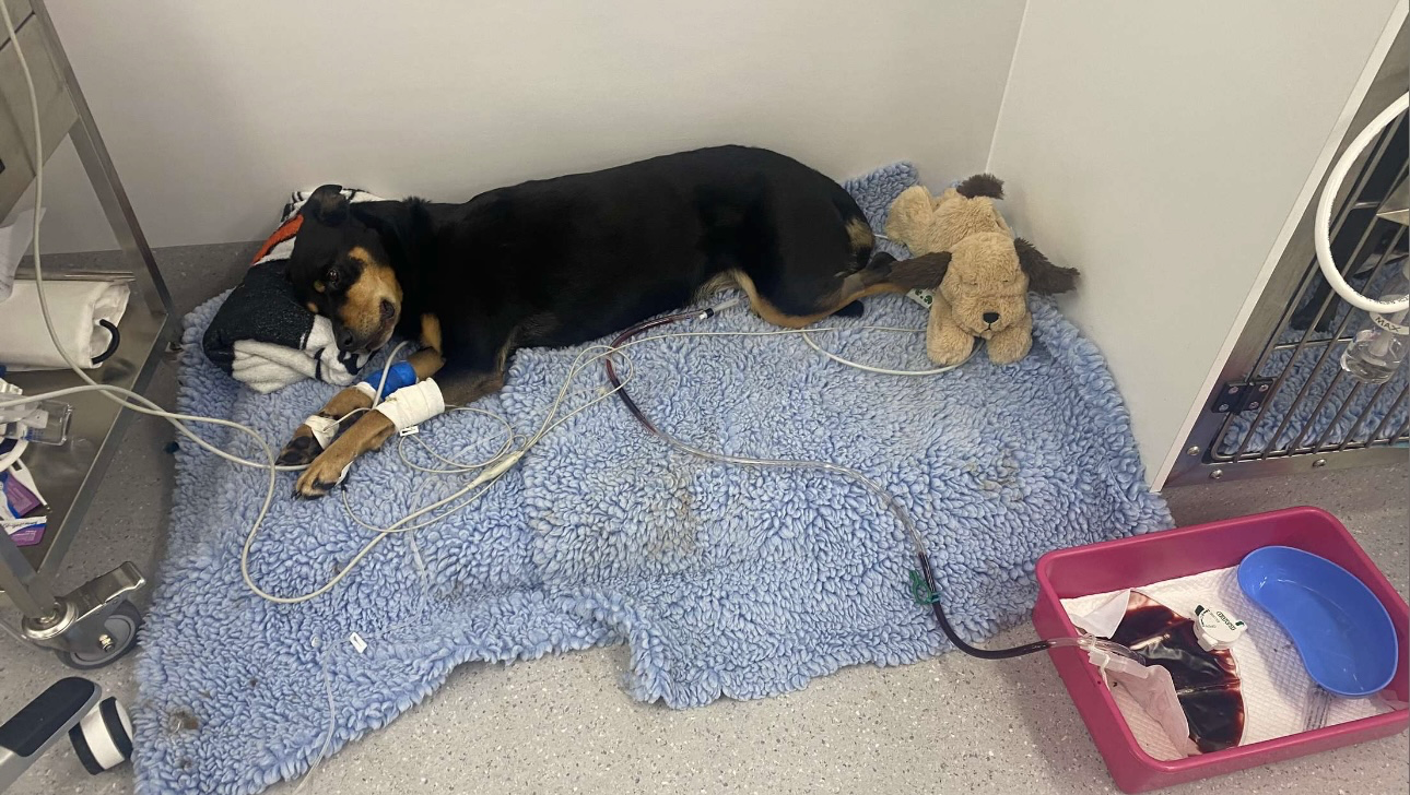 Fundraiser for Piper Rogers by Kaitlyn Hewes : Tammys road to recovery ️‍