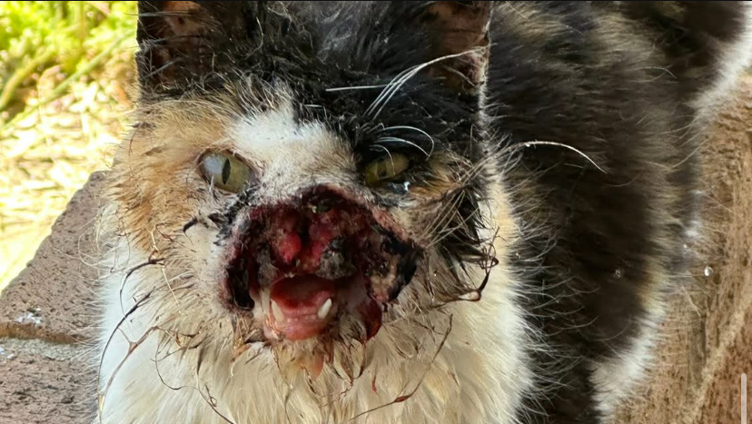 Fundraiser by halli sandoval : Urgent help for neglected cat