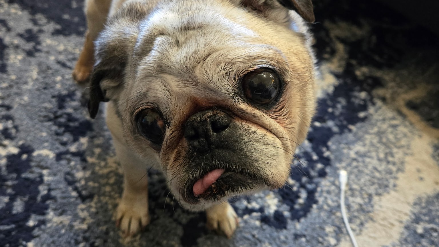 Fundraiser for Matthew Pepe by mirna samaan : Help Matt and His Pug in ...