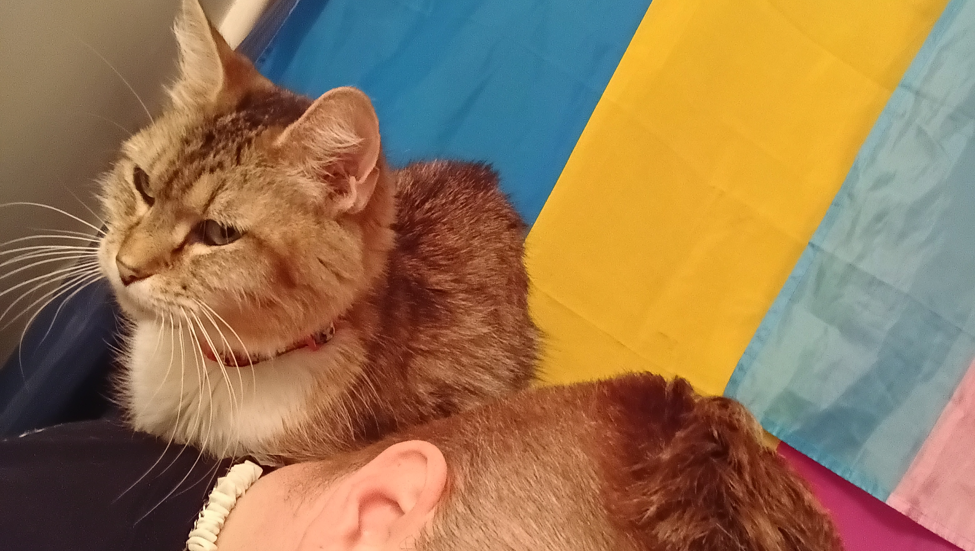 Fundraiser by Rafe Dewitt : Tally's Last Hope: Your Help Can Save Her