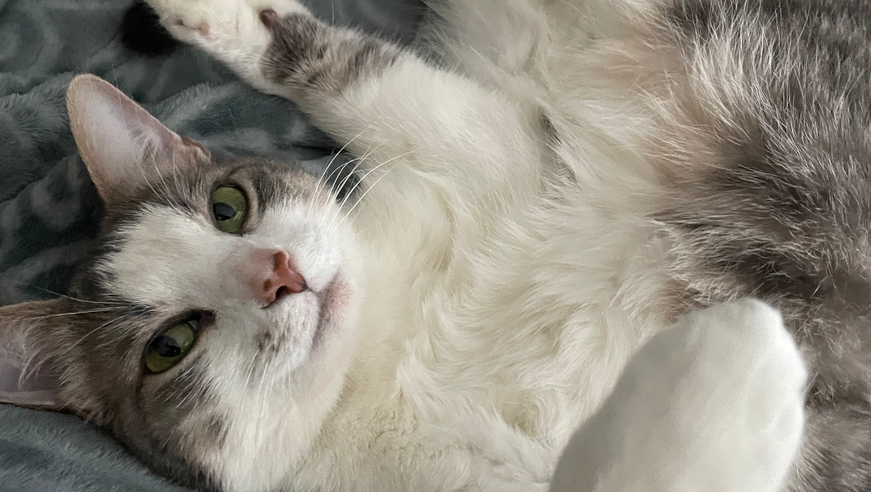 Fundraiser by Stephanie Estes : Help Stephanie Fund Oliver's Treatment