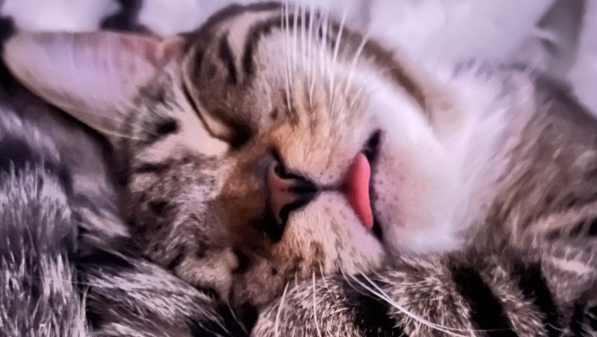 Fundraiser by Wendy Zinno : Help Zoe Overcome Painful Stomatitis