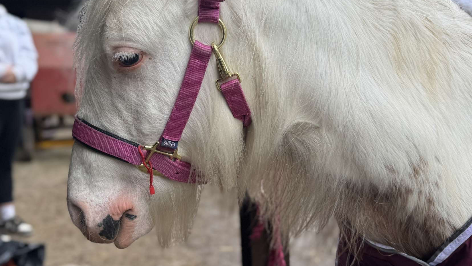 Fundraiser by TJ Jarvis : please save aurora